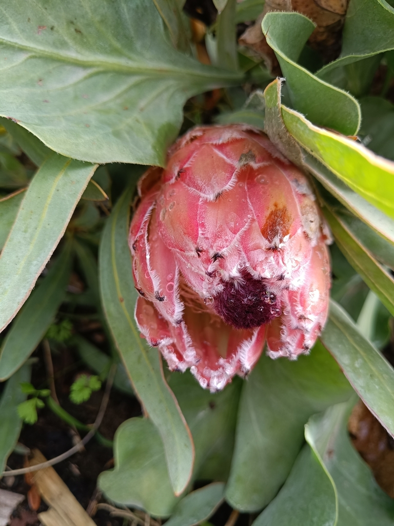 Pixie (Protea longifolia × pudens) - Botanical Realm