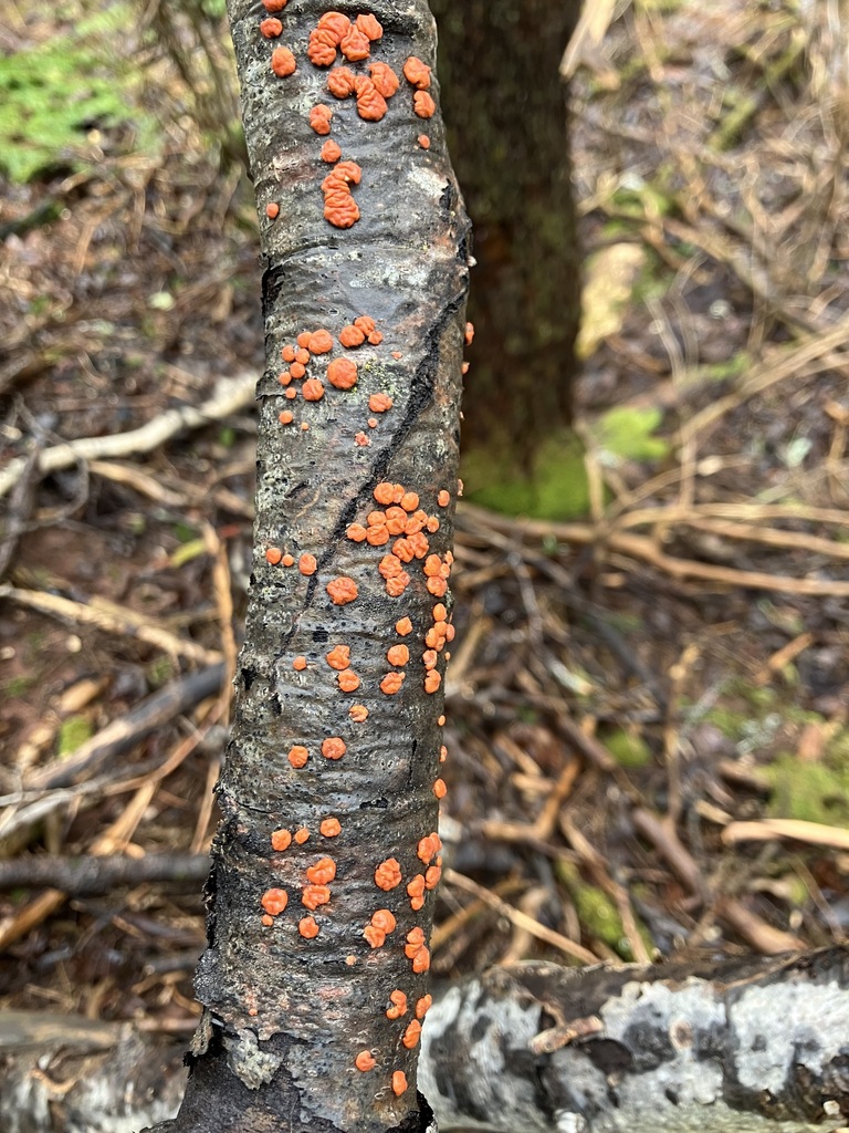 Red Tree Brain Fungus from Cumberland County, NS, Canada on March 30 ...