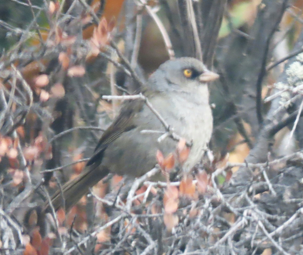 Volcano Junco from irazu volcano on March 21, 2024 at 01:51 PM by Paul ...