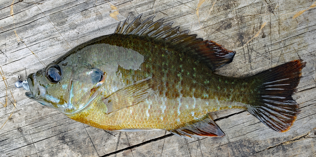 Greengill Sunfish from Sapulpa, OK, USA on April 1, 2024 at 12:33 PM by ...