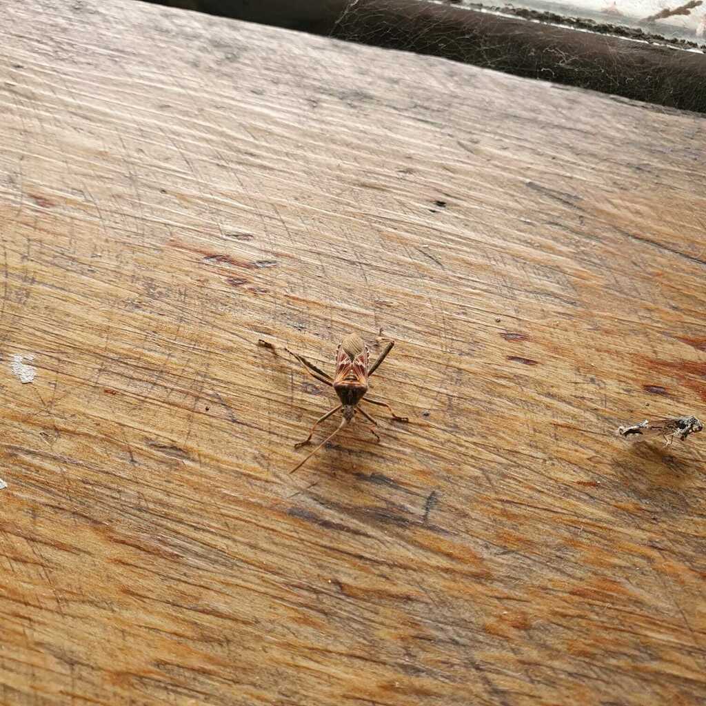 Western Conifer Seed Bug from Isla Teja, Valdivia, Los Ríos, Chile on ...