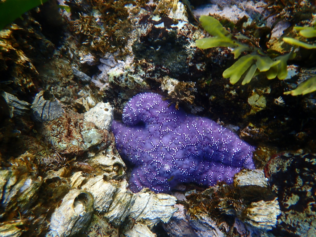 Ochre Sea Star from Capital, BC, Canada on April 1, 2024 at 01:03 PM by ...