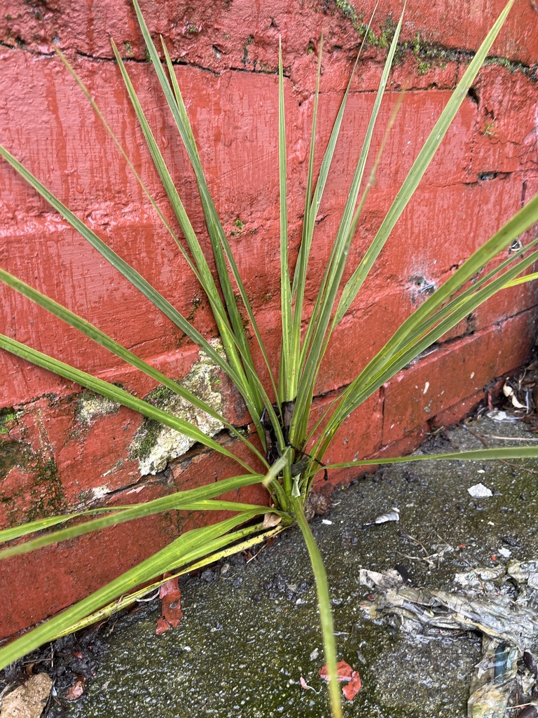 New Zealand cabbage tree from Warbreck Road, Liverpool, England, GB on ...