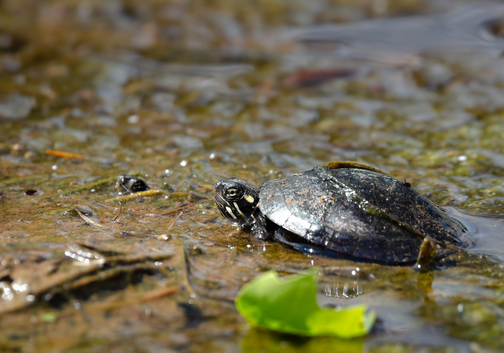 Painted Turtle from Elijahs Way, Dobson, NC, US on April 1, 2024 at 02: ...