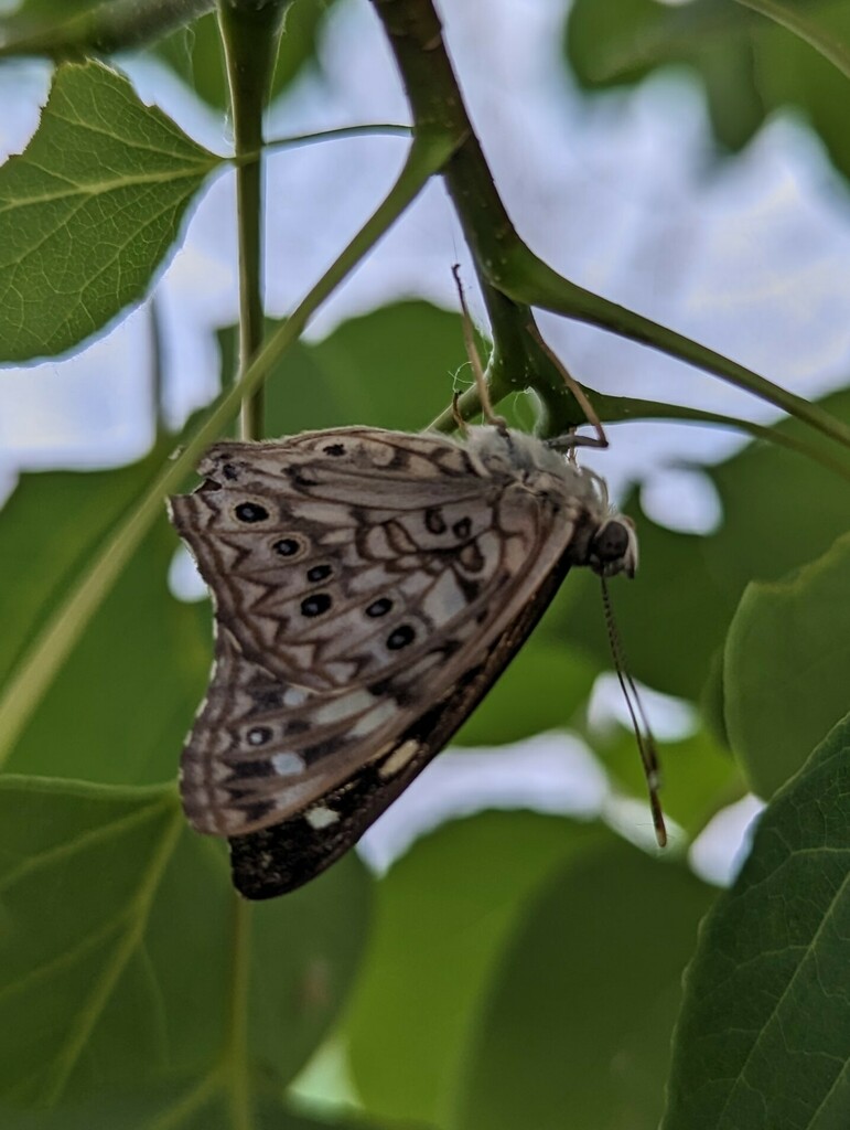 Hackberry Emperor in June 2023 by Angus Mossman. Populus foliage around ...