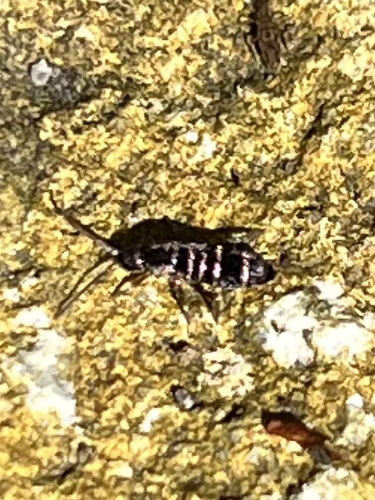 Tomocerus in April 2024 by nathanwt · iNaturalist