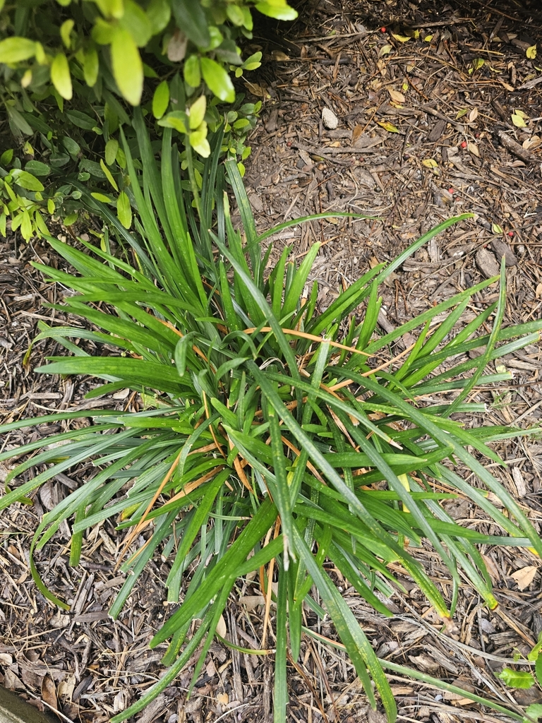 Dwarf Lily-turf from San Antonio, TX 78249, USA on April 1, 2024 at 02: ...