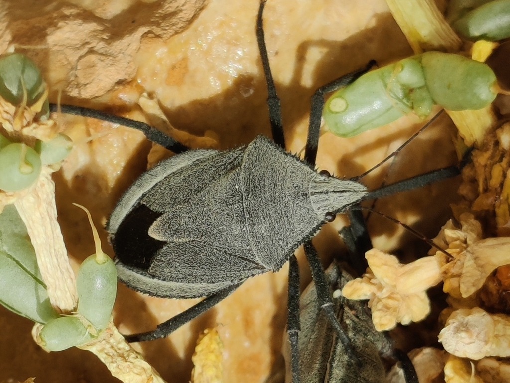 Mustha incana from Хевель-Эйлот, Израиль on March 29, 2024 at 10:30 AM ...