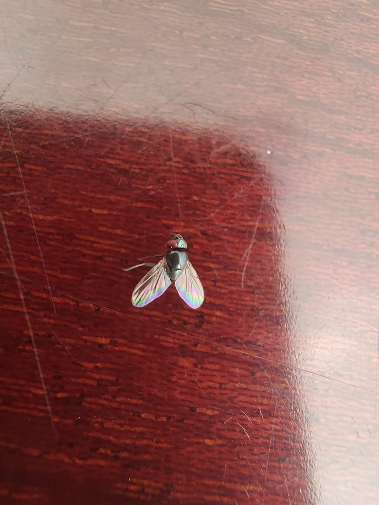 Cryptochetidae from Yichun, CN-JX, CN on March 31, 2024 at 12:06 PM by ...