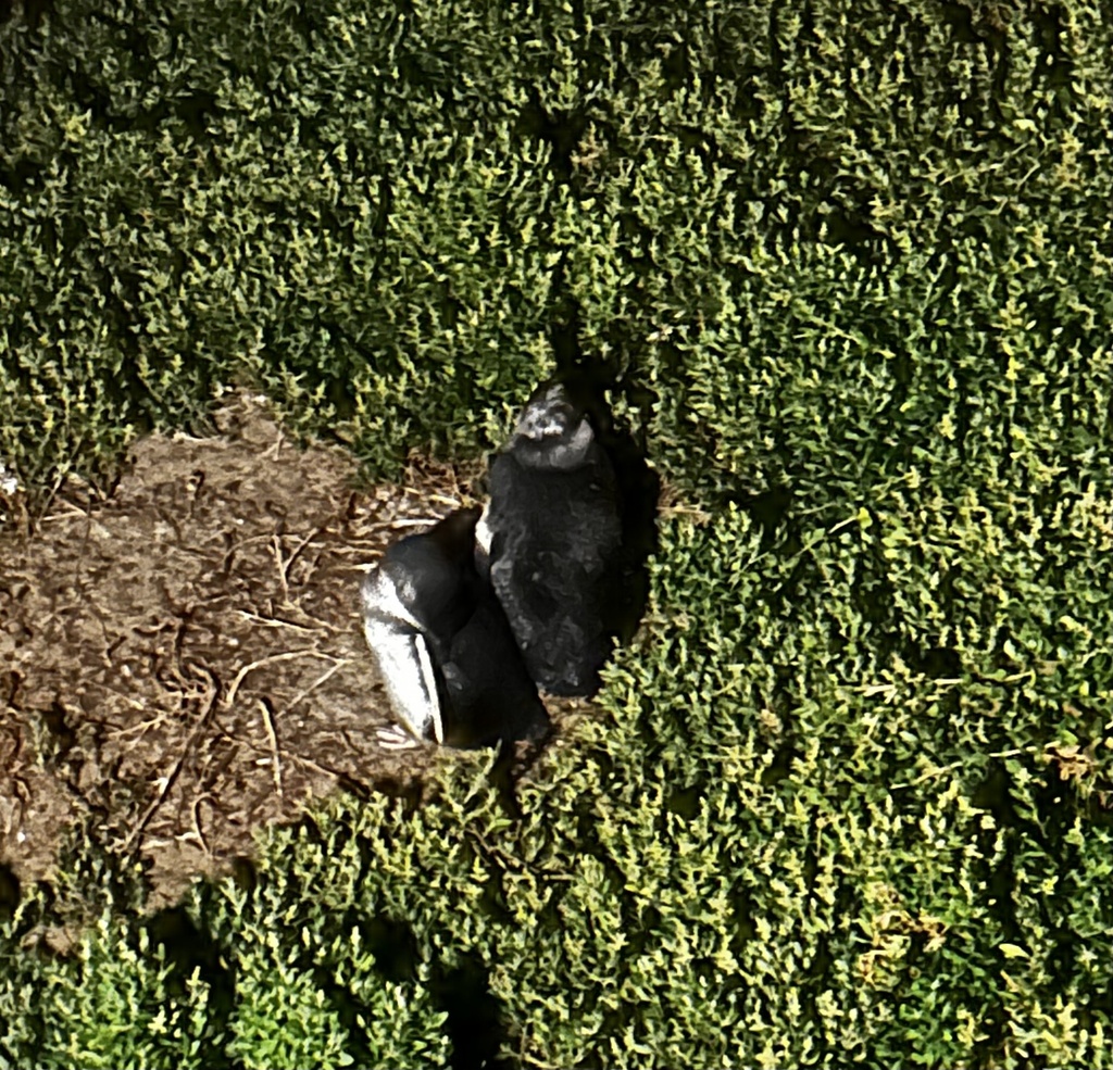 Little Penguin from Ilha Phillip, Summerlands, VIC, AU on March 27 ...