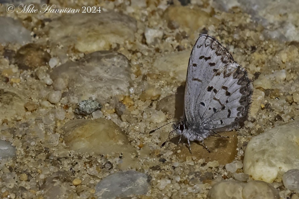 Spring Azure from Dennis, NJ, USA on March 20, 2024 at 02:27 PM by Mike ...