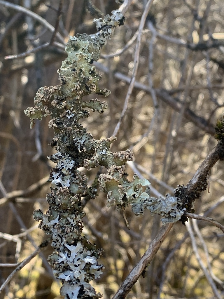 Speckled Greenshield in April 2024 by Jon P. Ruddy · iNaturalist