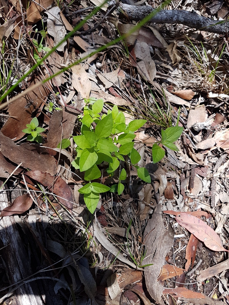 straggler daisy in September 2016 by PeterCopping · iNaturalist