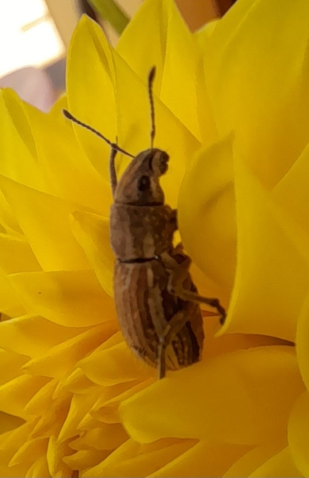 White-fringed weevil from Cooma NSW 2630, Australia on April 2, 2024 at ...