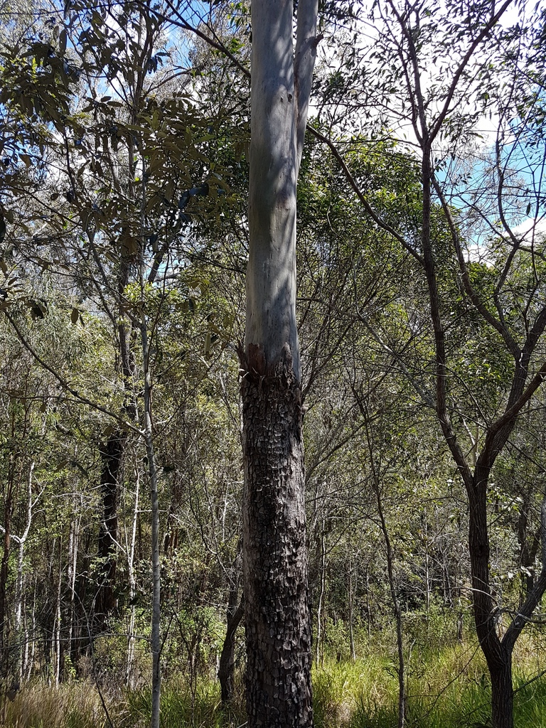 Carbeen in September 2016 by PeterCopping · iNaturalist