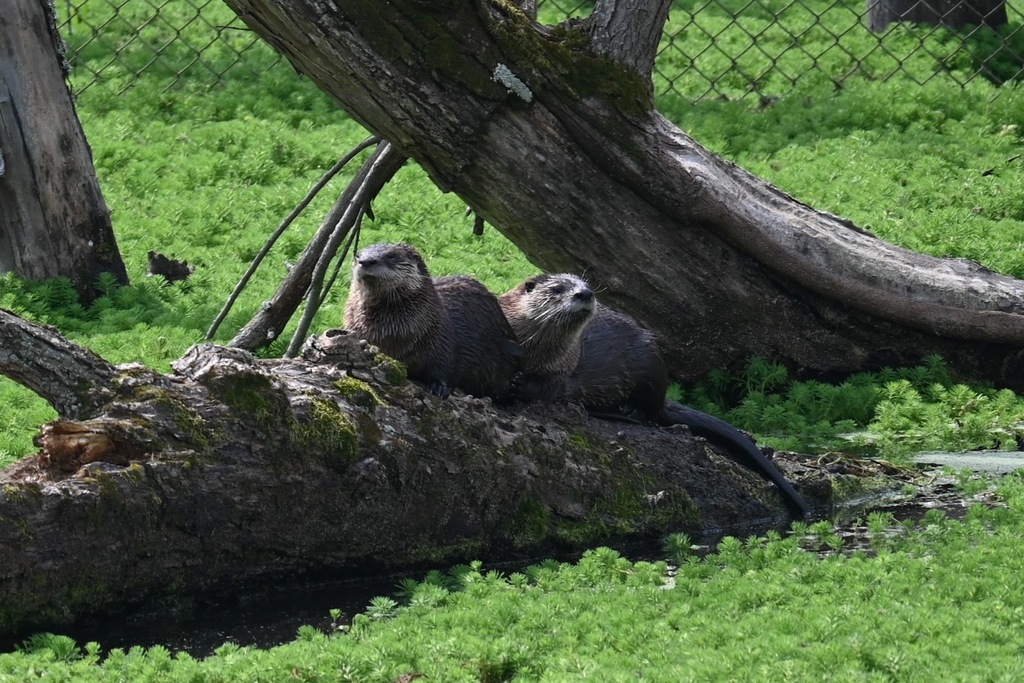 North American River Otter in March 2024 by Skylar Carson-Reynolds ...