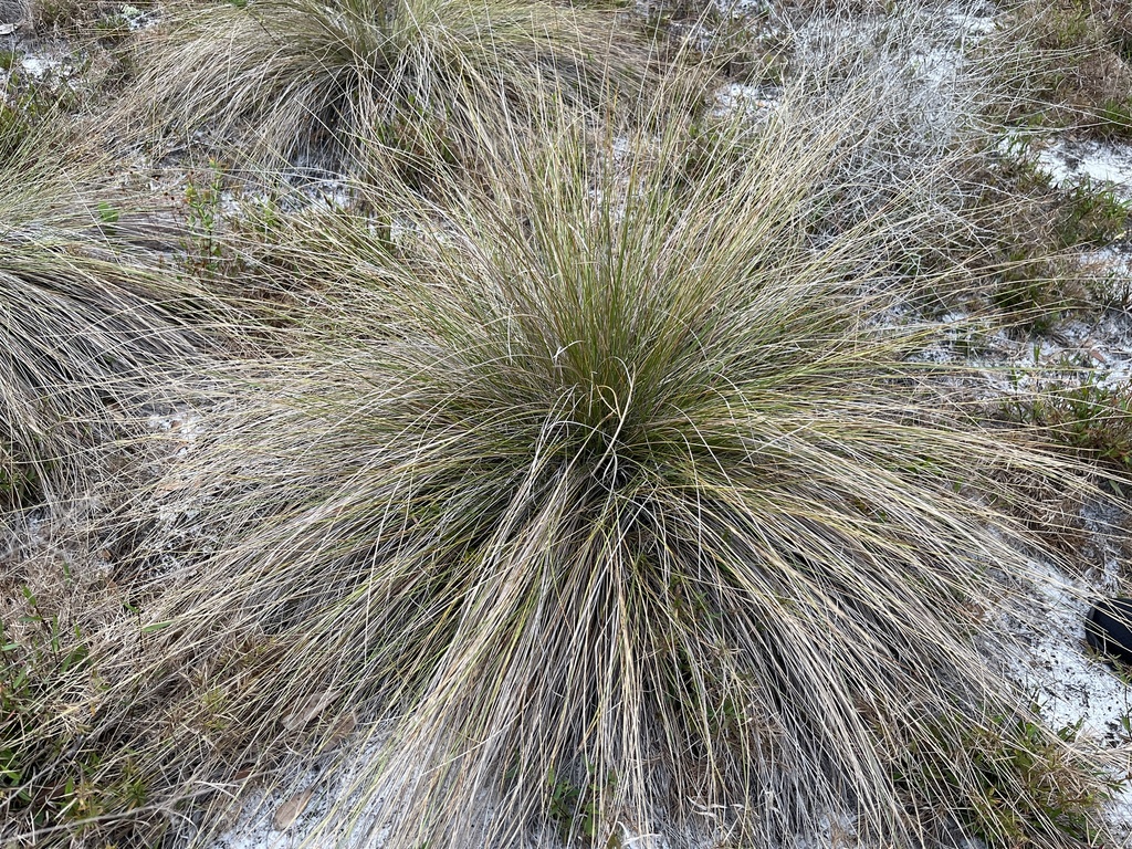 Sand Cordgrass from Lakeland Highlands Scrub, Lakeland, FL, US on April ...
