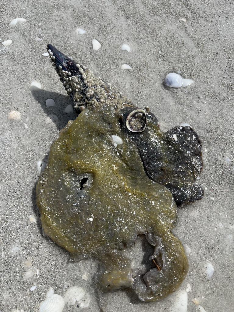 Pacific Sea Pork from North Atlantic Ocean, Sanibel, FL, US on April 1 ...