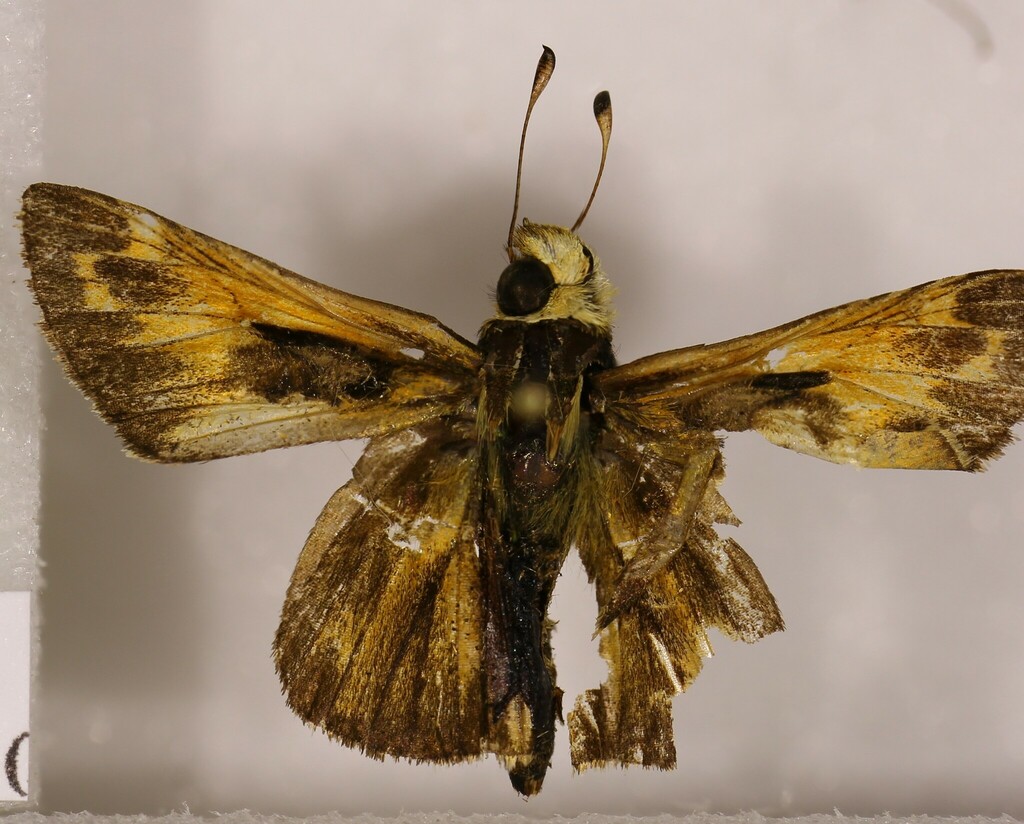 Huron Sachem from Harper, KS 67058, USA on July 8, 2014 by Ronald ...