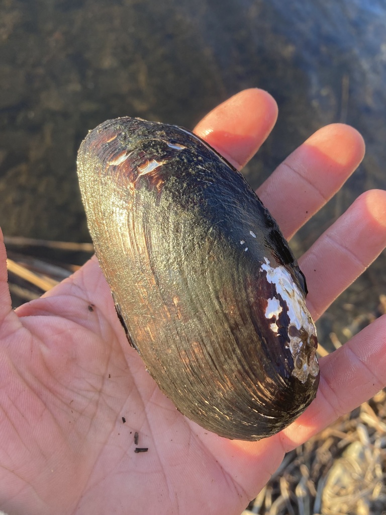 Eastern Elliptio from Queen St, Tyendinaga Mohawk Territory, ON, CA on ...
