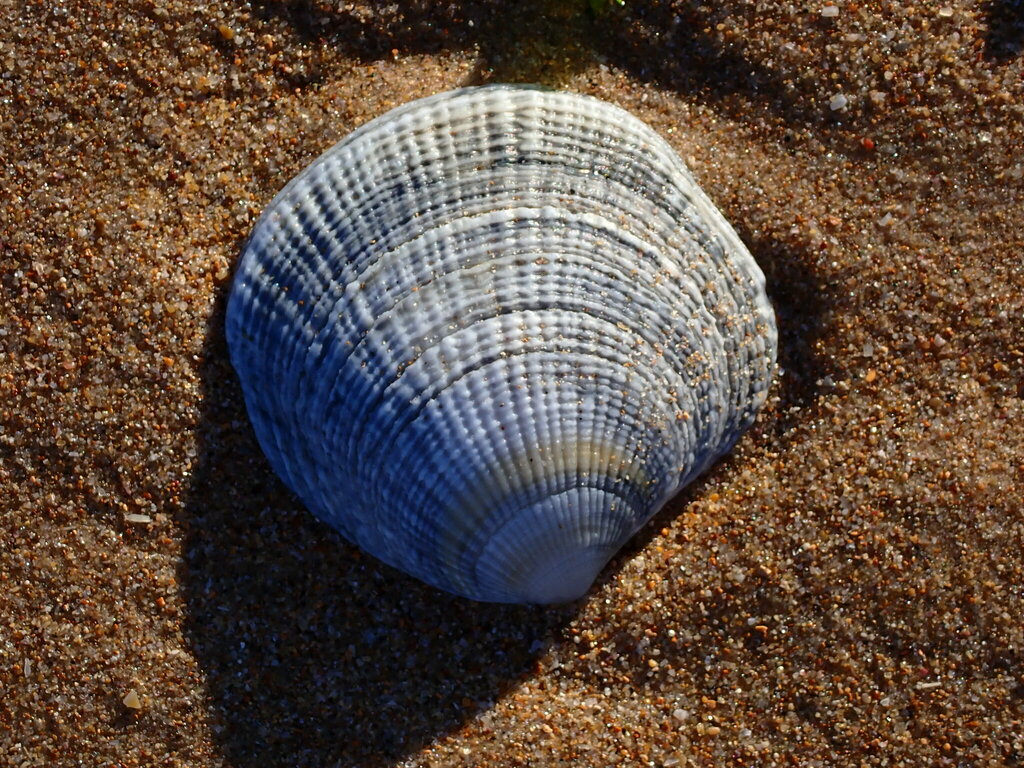 Codakia rugifera from Bundagen NSW 2454, Australia on April 2, 2024 at ...
