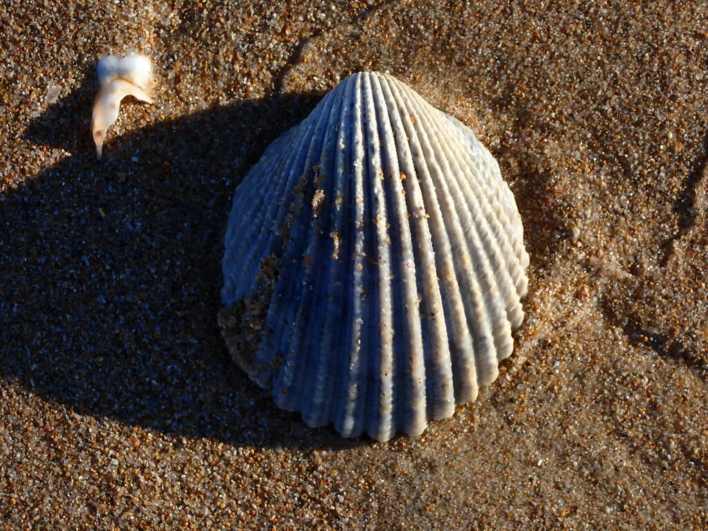 Reeve's cockle from Bundagen NSW 2454, Australia on April 2, 2024 at 08 ...