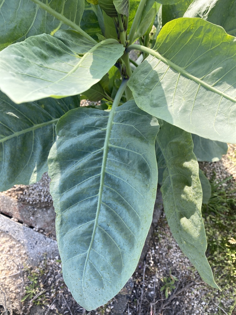 tree tobacco from Ensenada, B.C., MX on April 1, 2024 at 05:19 PM by ...