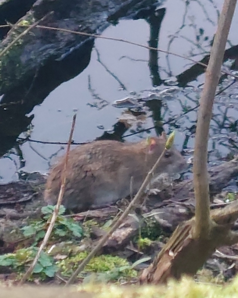 Brown Rat from Blackford Pond, Blackford Pond, Edinburgh EH10 6BR, UK ...