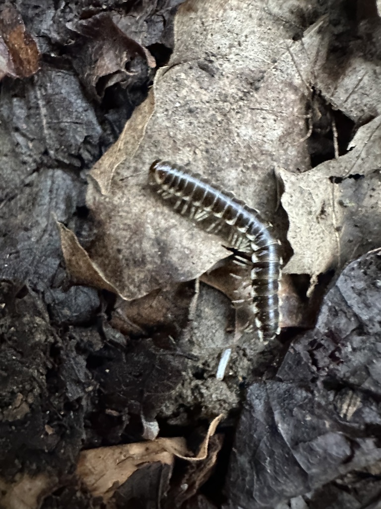 Flat-backed Millipedes from Navarre, OH, US on April 1, 2024 at 07:23 ...