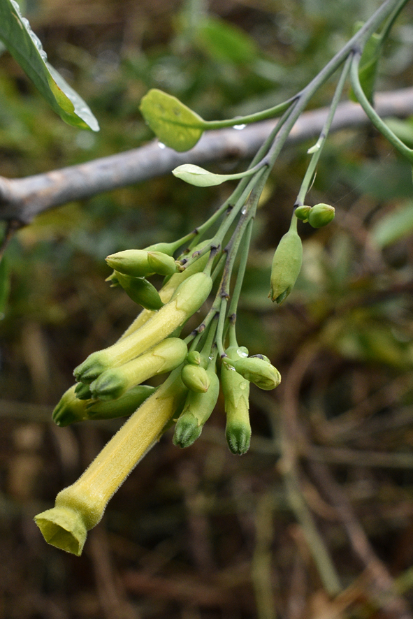 tree tobacco from Bernal, Buenos Aires, Argentina on April 27, 2019 by ...