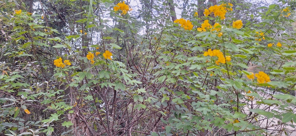 Christmas Senna from Glenbrook NSW 2773, Australia on April 2, 2024 at ...