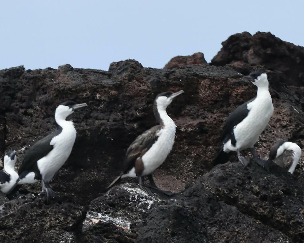 Black-faced Cormorant from Cape Bridgewater VIC 3305, Australia on ...