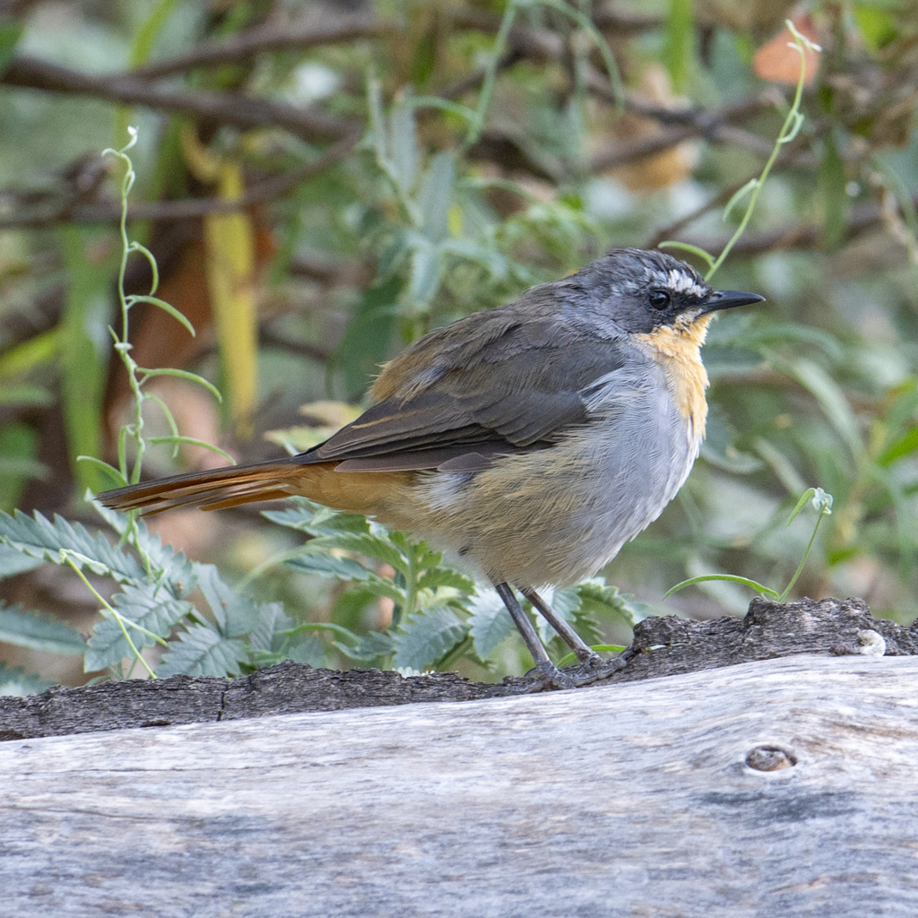 Cape Robin-Chat from Sarah Baartman District Municipality, South Africa ...