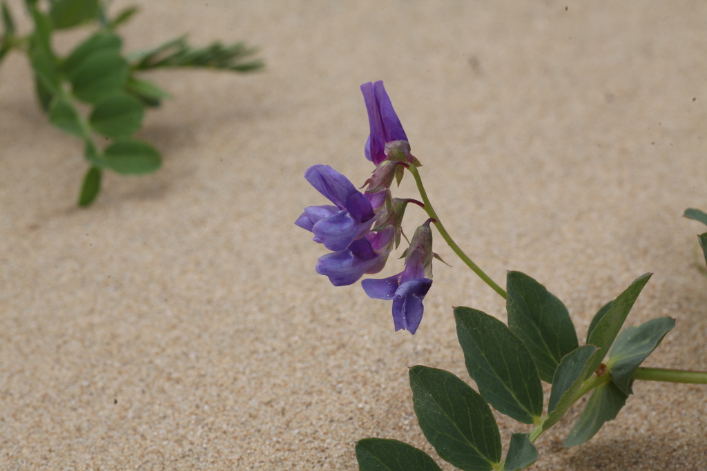 seaside pea in April 2024 by Pintsen JIN. Photo by Infinity · iNaturalist
