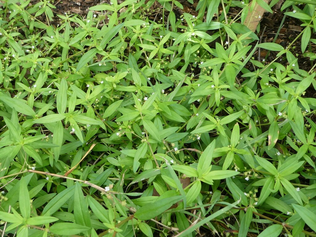 Old World Diamond Flower from Landsborough QLD 4550, Australia on March ...