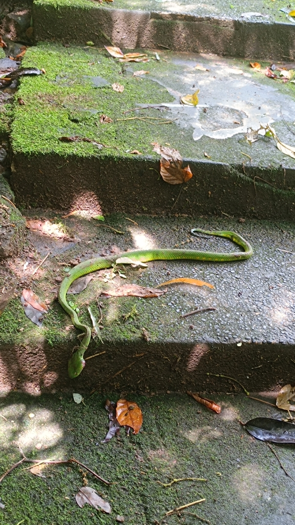 Philippine Pit Viper from JCC8+8J8 Consocep Nature Park, Tigaon ...