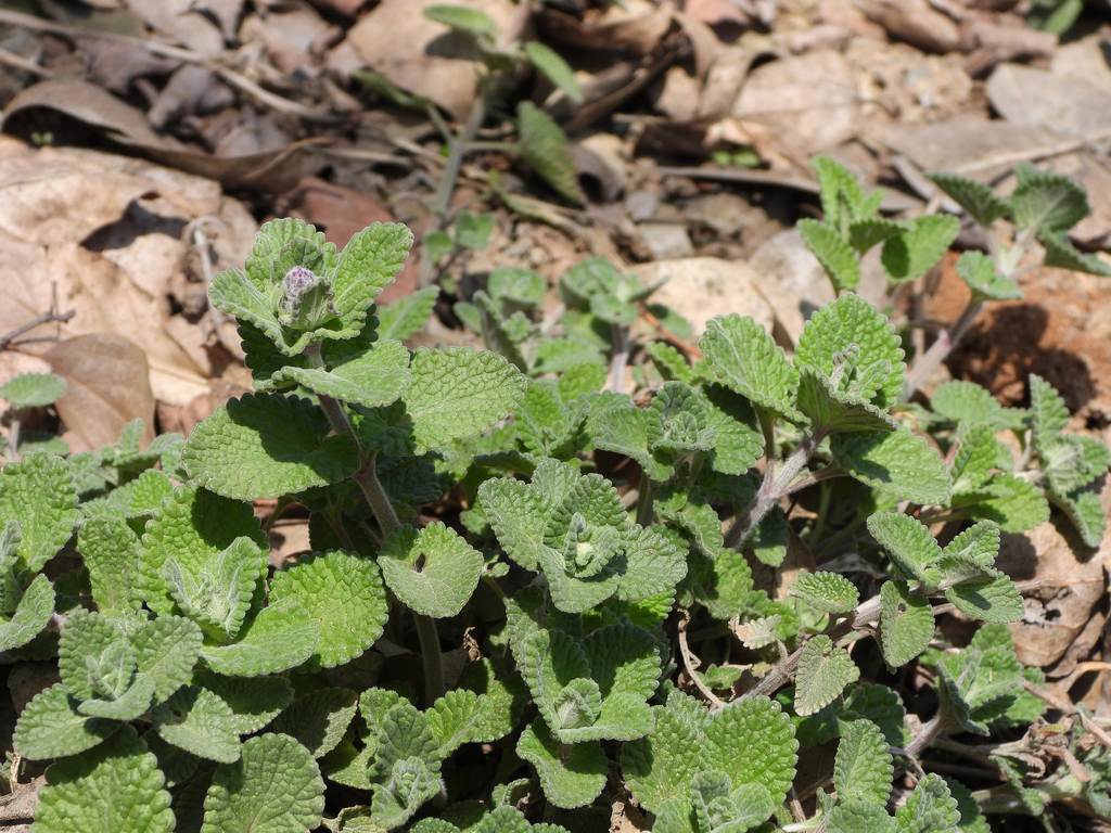 Catnip from Laoshan District, Qingdao, Shandong, China on April 1, 2024 ...