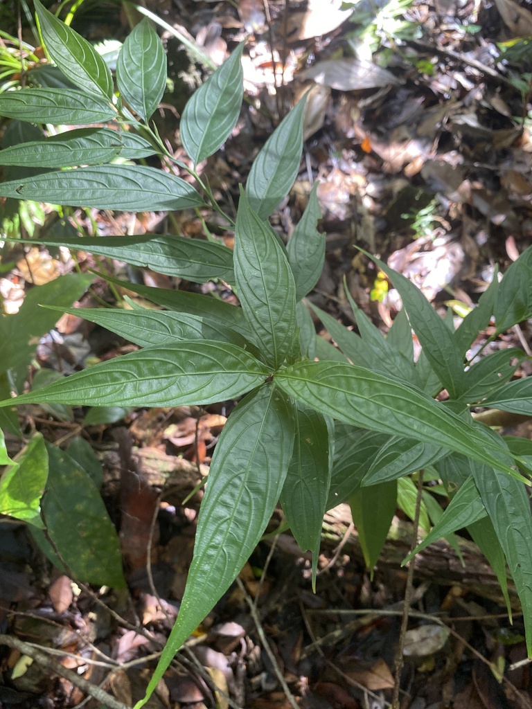 goldfussia from Mount Ninderry Nature Refuge, Ninderry, QLD, AU on ...