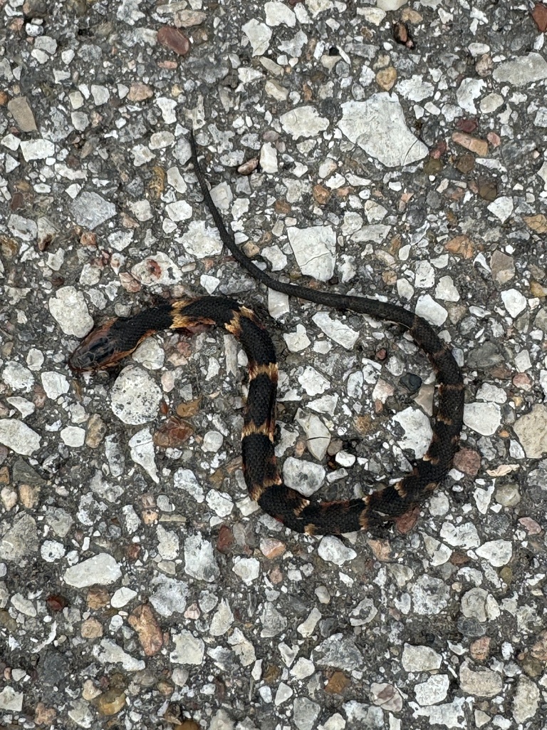 Banded Watersnake from George Bush Park, Houston, TX, US on April 1 ...