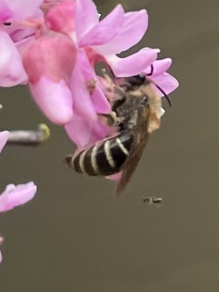 Unequal Cellophane Bee from Oklahoma City Zoo, Oklahoma City, OK, US on ...