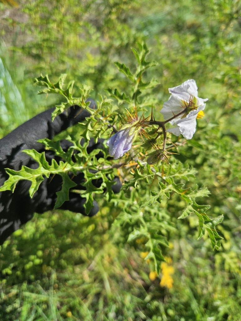 Red Buffalo-bur from Griffin QLD 4503, Australia on April 2, 2024 at 09 ...