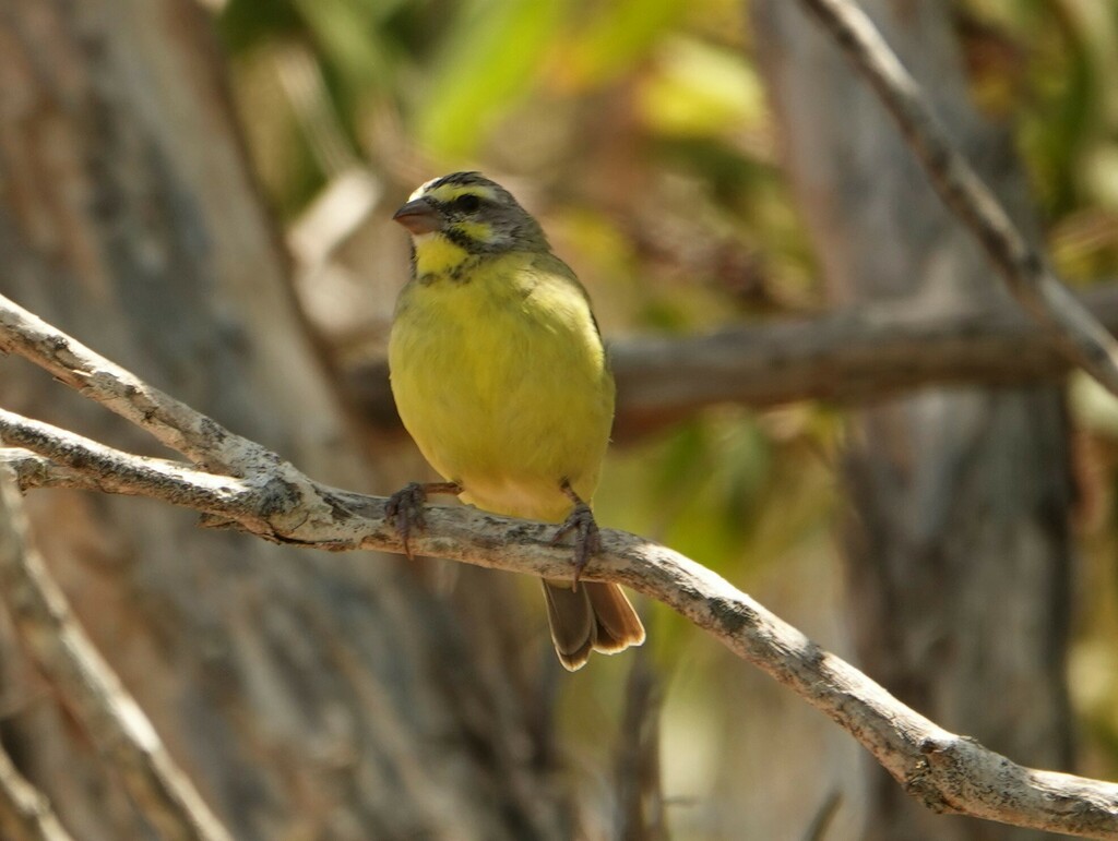 Yellow-fronted Canary from Anna Maria Island, Florida, USA on April 16 ...