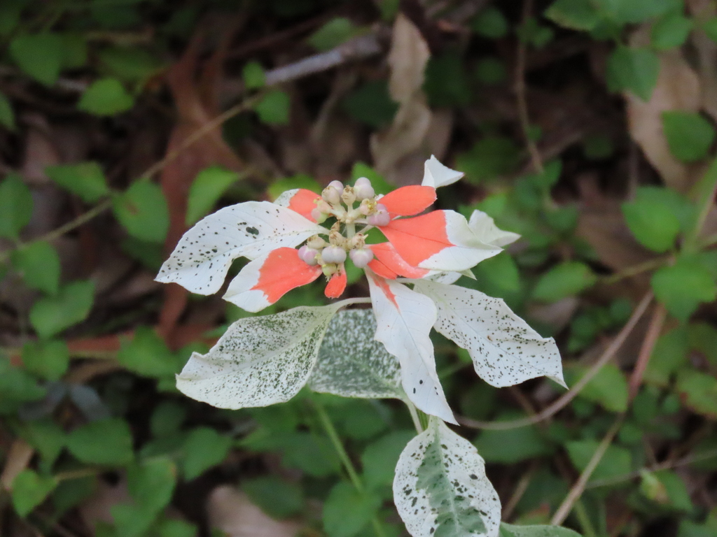 painted leaf from Cania QLD 4630, Australia on March 19, 2024 at 06:04 ...
