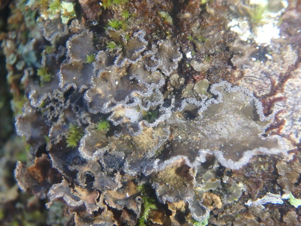 Vole Ears Lichen from Shelburne, NS, Canada on March 30, 2024 at 04:11 ...