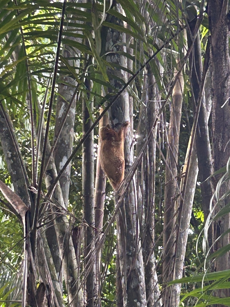 Sunda Colugo from 峇哥国家公园, Kuching, 沙捞越, MY on April 2, 2024 at 09:06 AM ...
