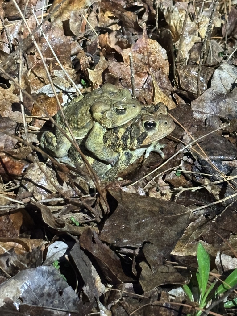 American Toad from Lynskey Rd, Huntsville, AL, US on April 1, 2024 at ...