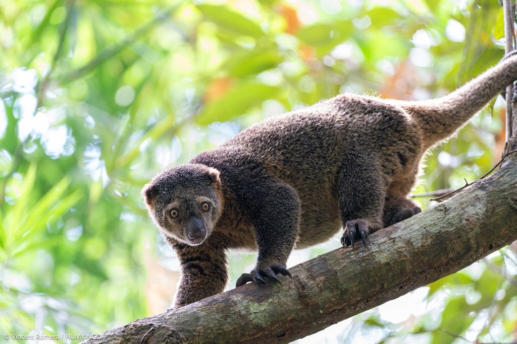 Sulawesi Bear Cuscus in April 2024 by Vincent Romera · iNaturalist