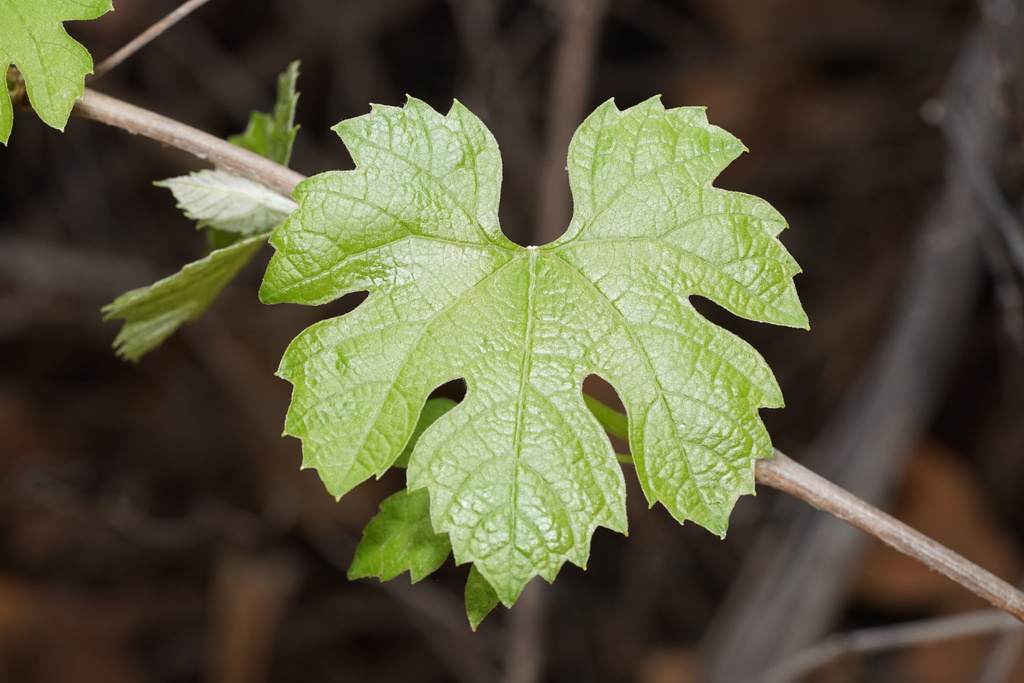 desert wild grape from Anza-Borrego Desert State Park, Borrego Springs ...
