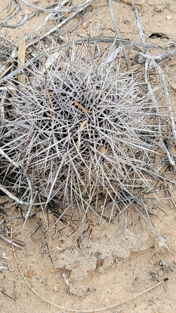 Long-tubercled Cory Cactus in March 2024 by Moses J. Michelsohn ...