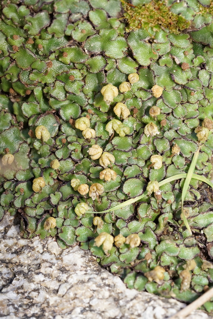 California asterella from Anza-Borrego Desert State Park, Borrego ...
